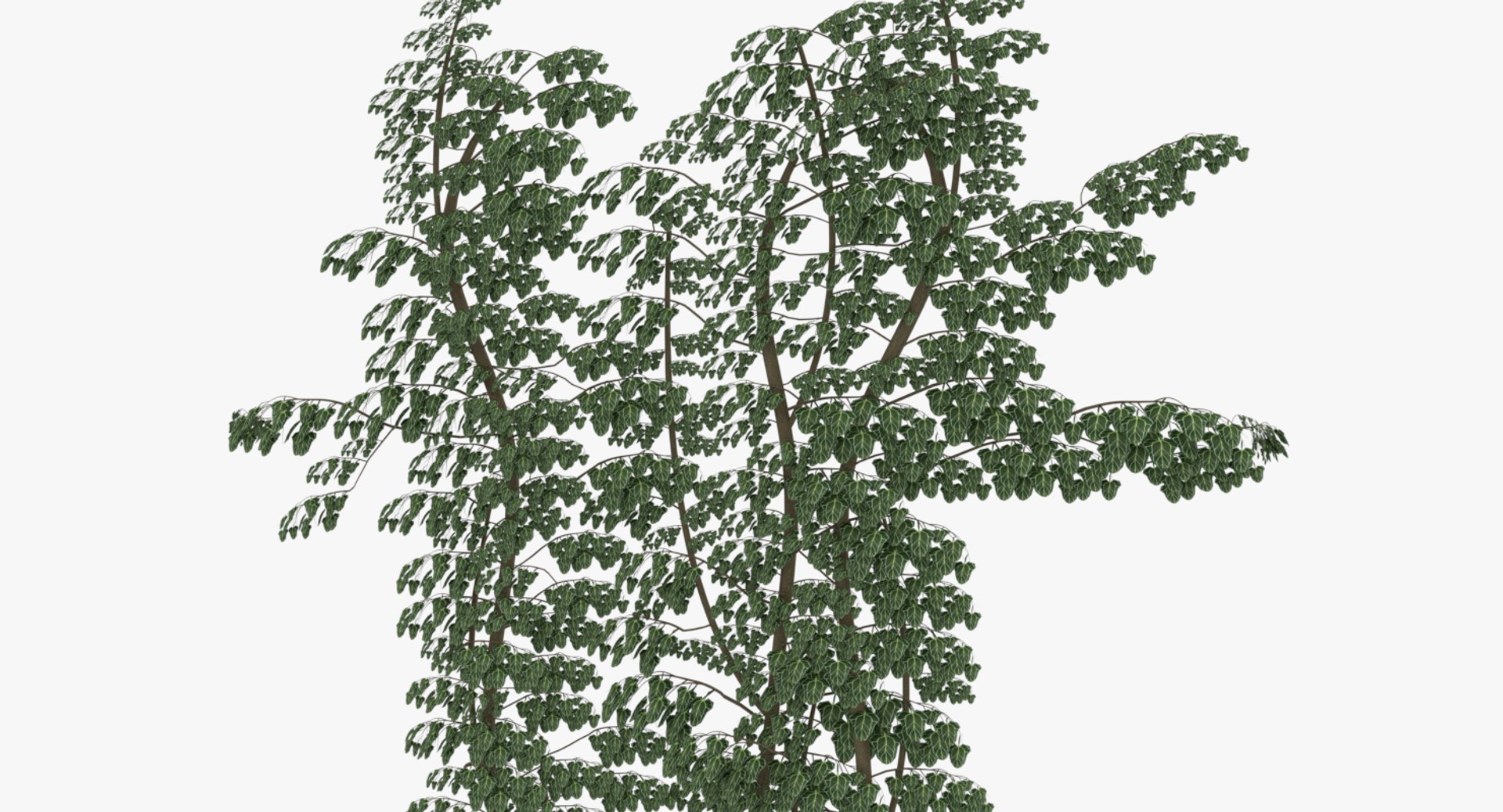 3D Model Ivy - TurboSquid 1292523