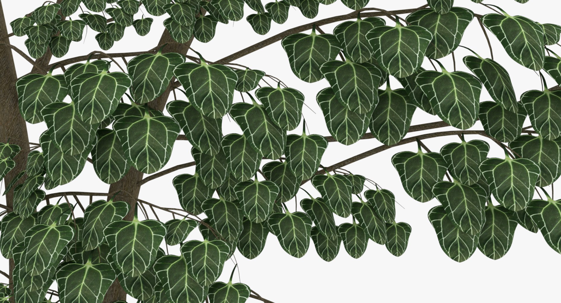 3D Model Ivy - TurboSquid 1292523