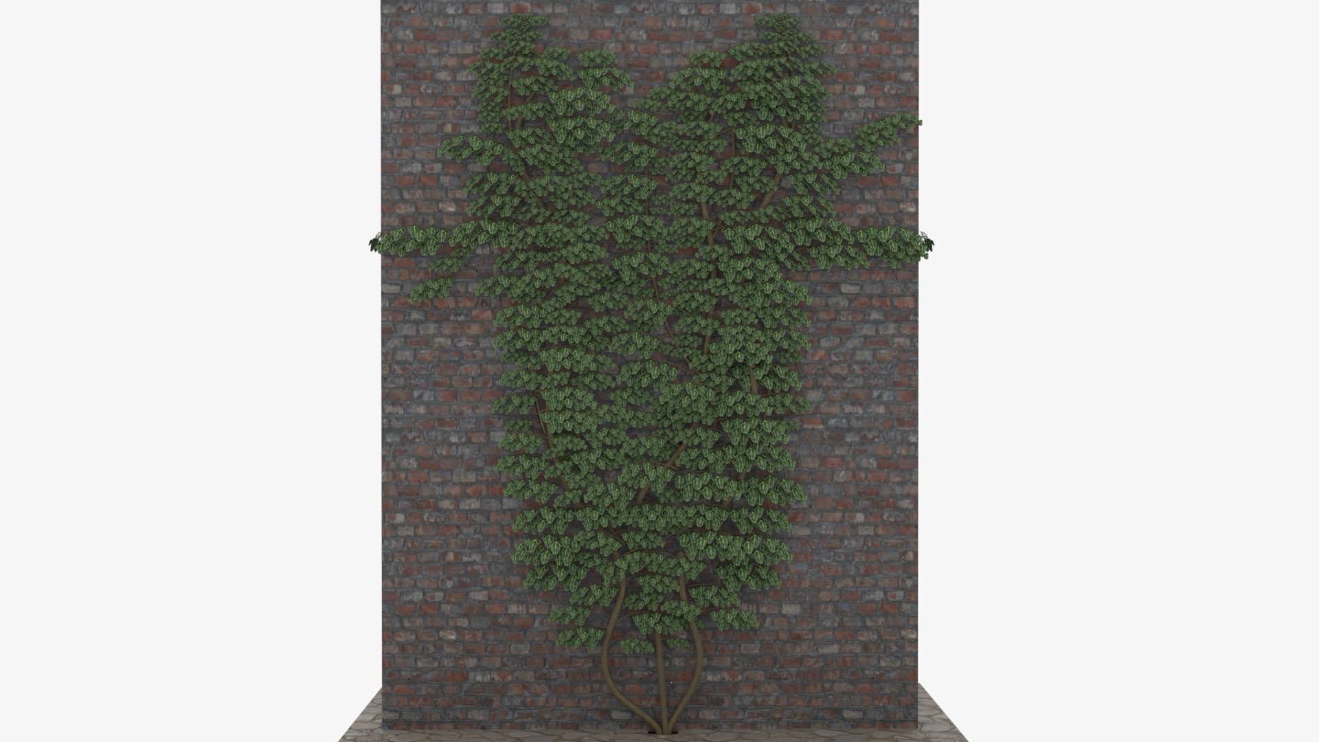 3D Model Ivy - TurboSquid 1292523