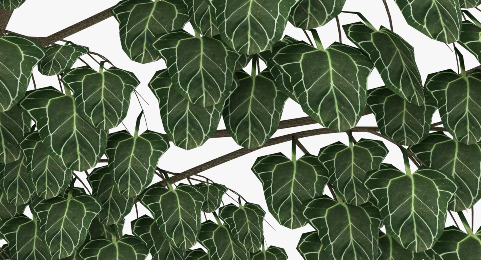 3D Model Ivy - TurboSquid 1292523