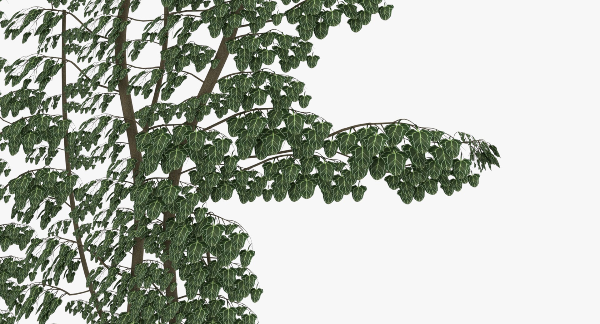 3D Model Ivy - TurboSquid 1292523