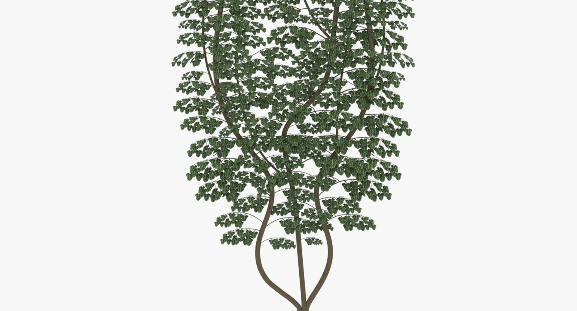 3D Model Ivy - TurboSquid 1292523