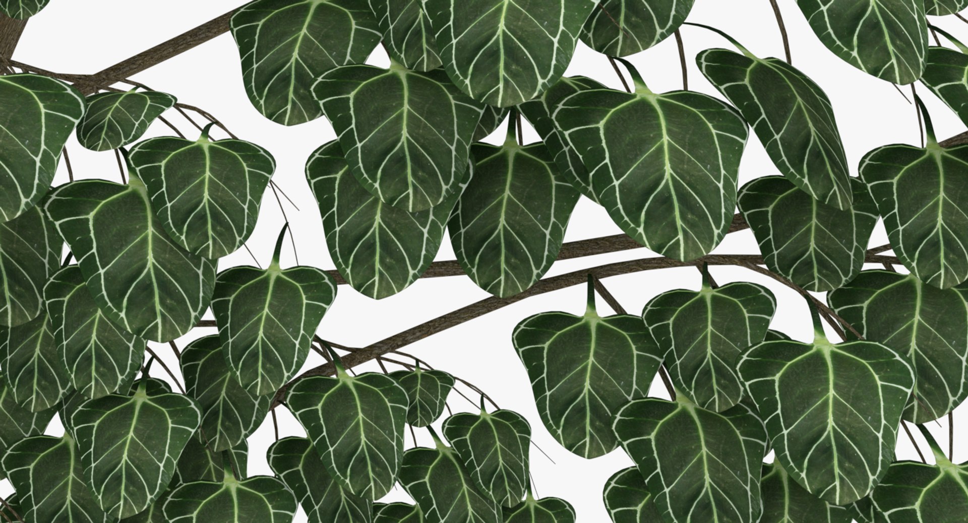 3D Model Ivy - TurboSquid 1292523