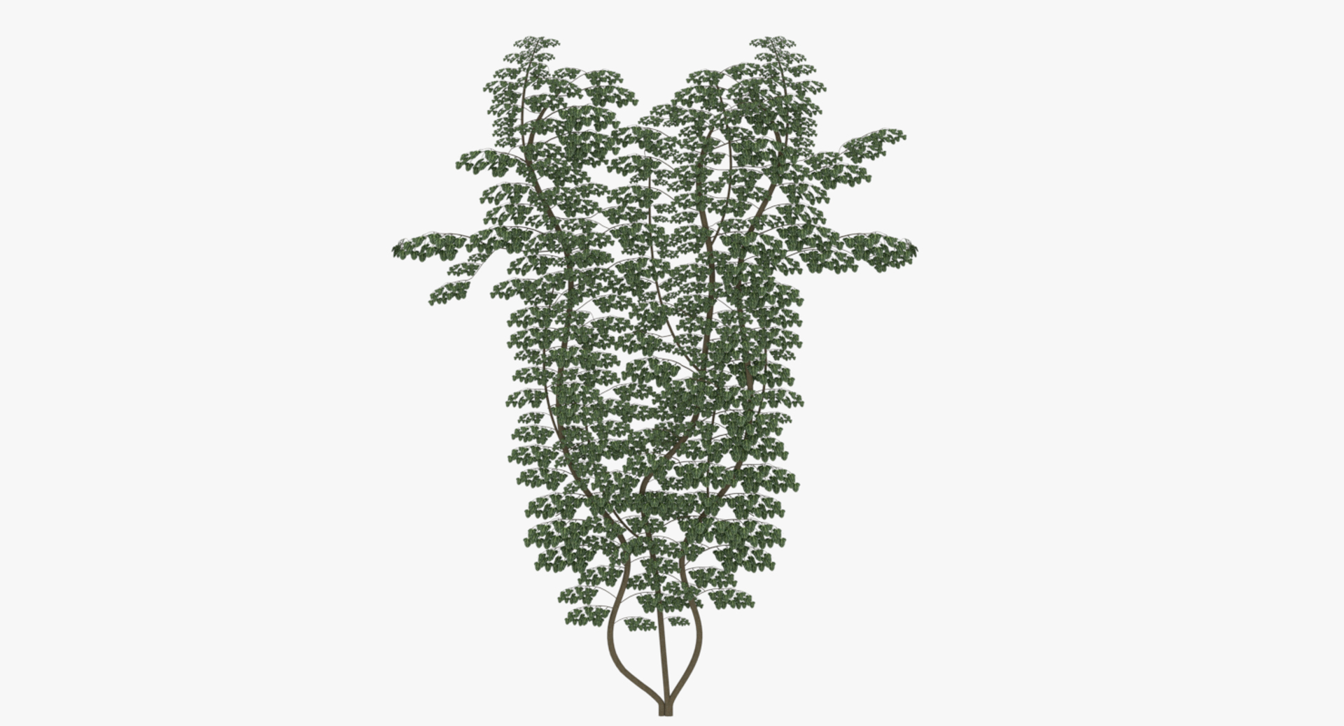 3D Model Ivy - TurboSquid 1292523