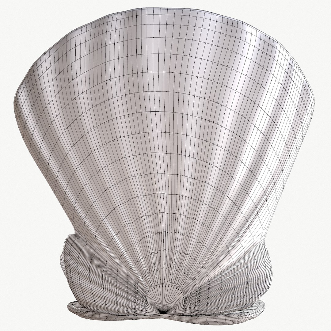 Pearl Shell 3D - TurboSquid 1413852