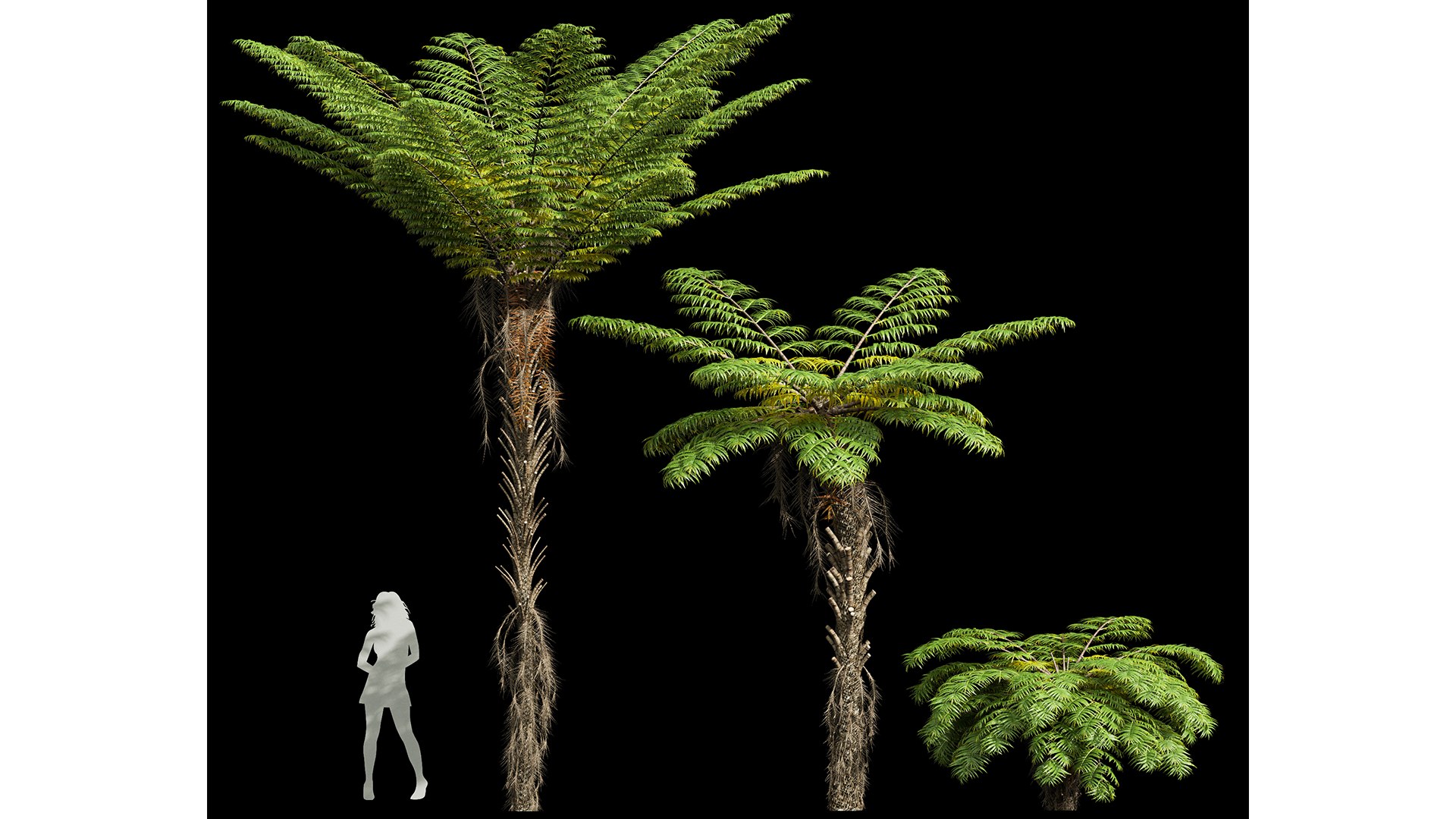 3D Spinulosa Fern Decorative 3 Trees Model - TurboSquid 2242485