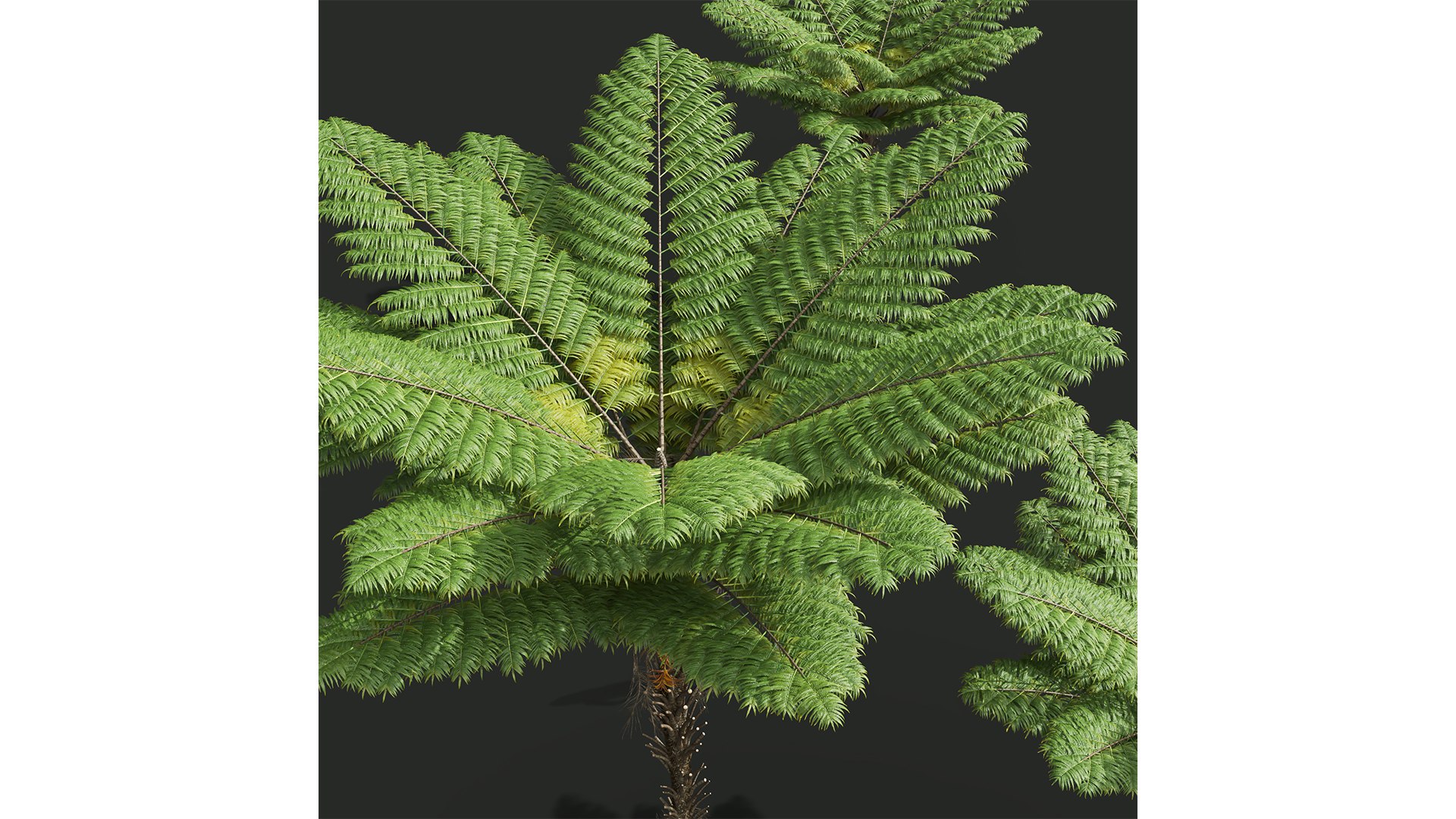 3D Spinulosa Fern Decorative 3 Trees Model - TurboSquid 2242485