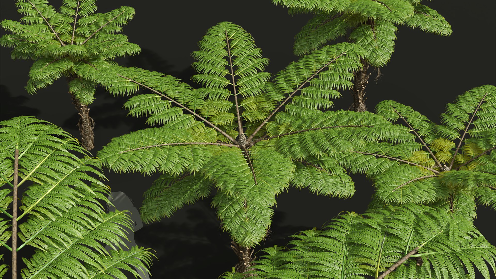 3D Spinulosa Fern Decorative 3 Trees Model - TurboSquid 2242485