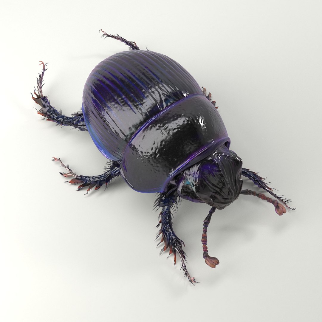 3d Scarab Beetle
