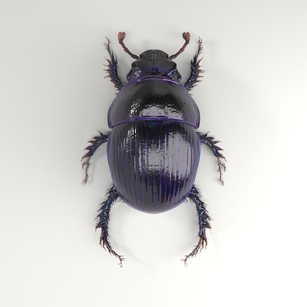 3d Scarab Beetle