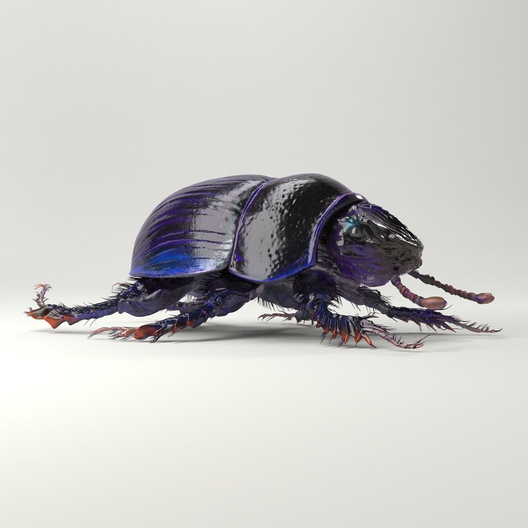 3d Scarab Beetle