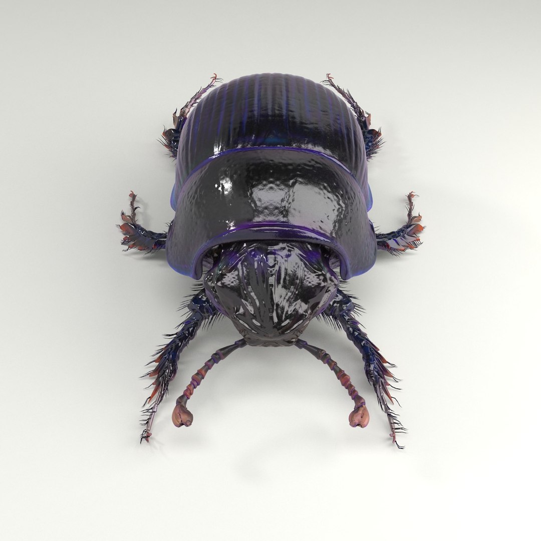3d Scarab Beetle