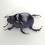 3d Scarab Beetle
