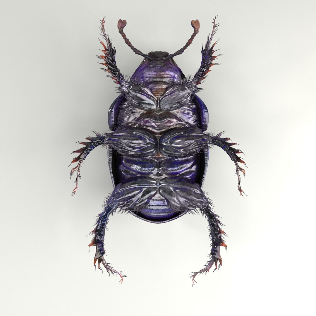 3d Scarab Beetle