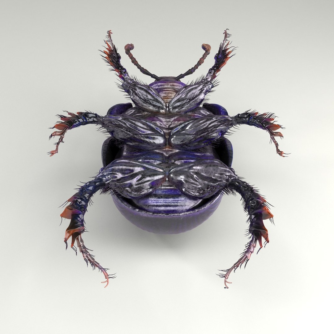 3d Scarab Beetle