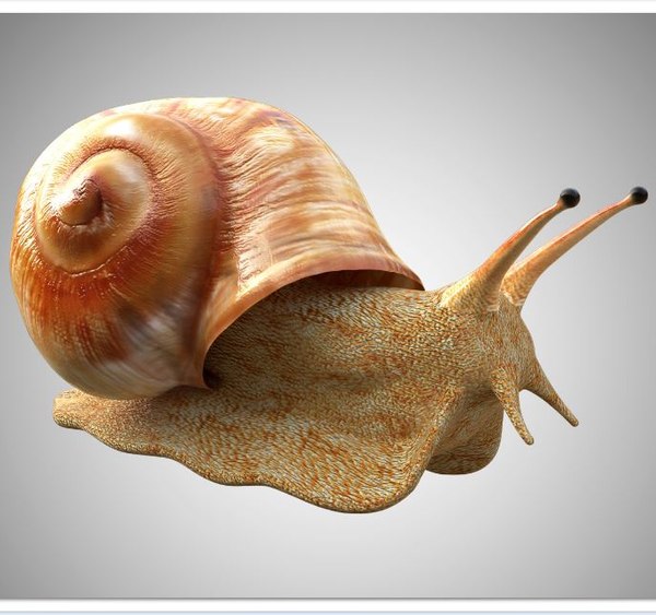 modelo 3d Caracol realista de alto detalle realmente bajo de poli ...