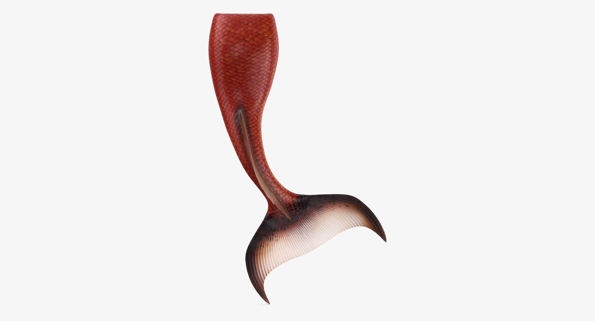 3D Mermaid Tail 01 Straight - TurboSquid 1243371