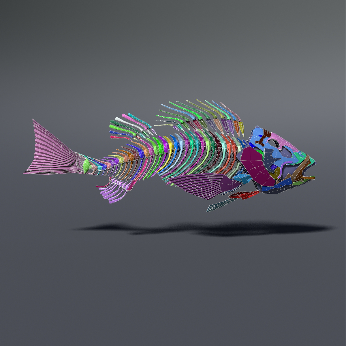 max fish skeleton