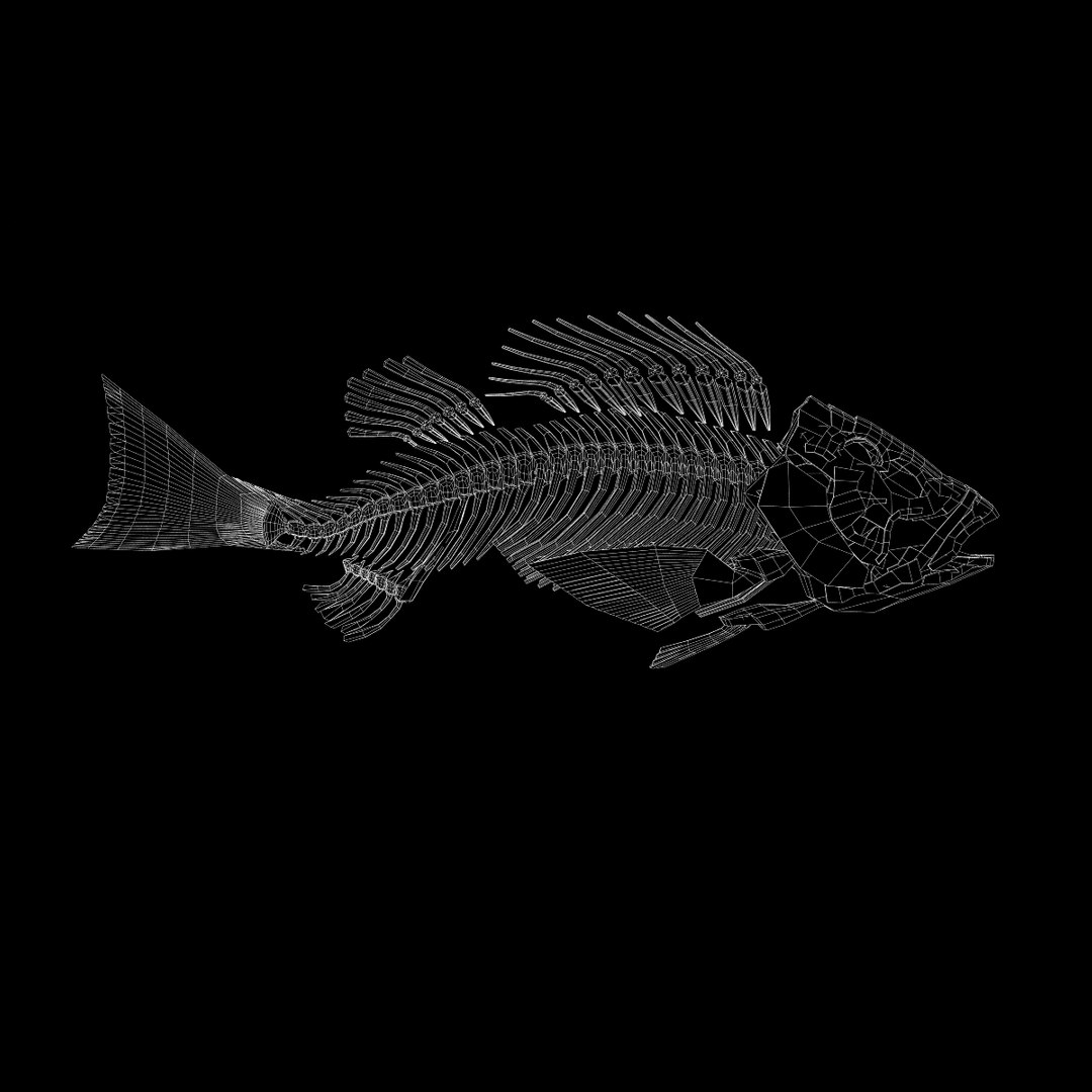 Max Fish Skeleton