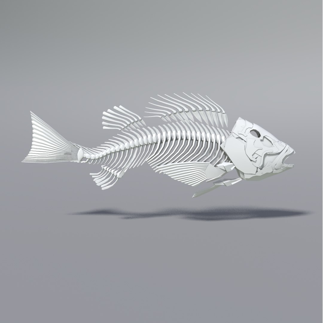 Max Fish Skeleton