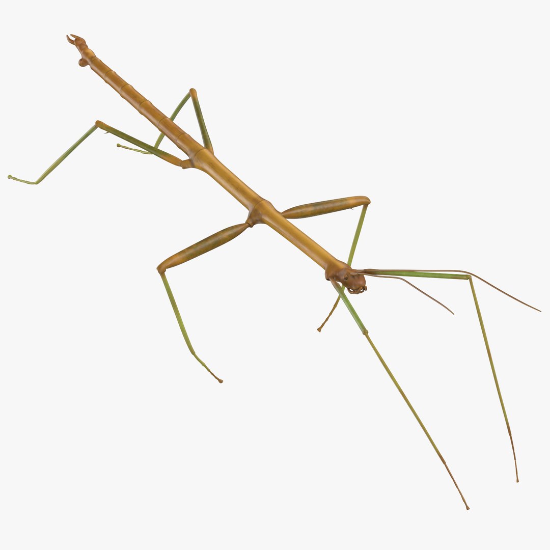 3D walkingstick poses walking model - TurboSquid 1399500