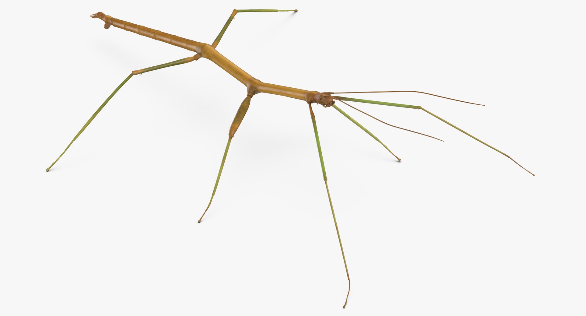 3D walkingstick poses walking model - TurboSquid 1399500