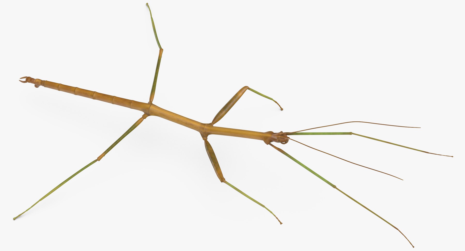 3D walkingstick poses walking model - TurboSquid 1399500