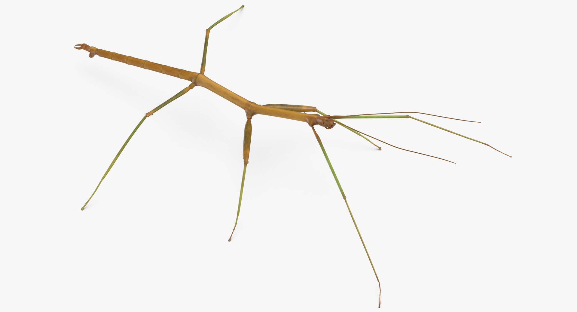 3D walkingstick poses walking model - TurboSquid 1399500