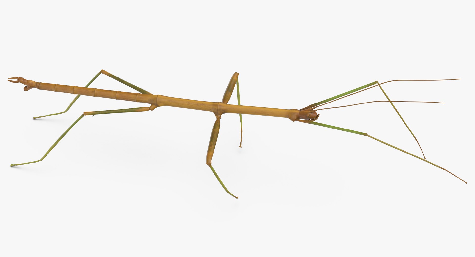 3D walkingstick poses walking model - TurboSquid 1399500