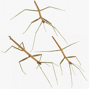 3D Stick Insect Models - Browse & Download Formats - TurboSquid