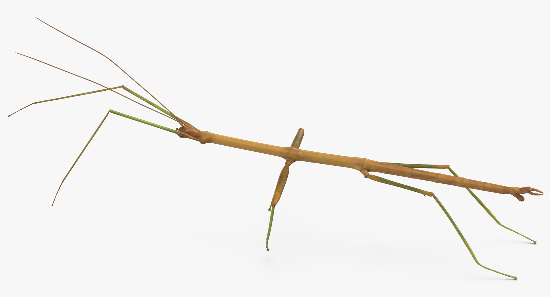 3D walkingstick poses walking model - TurboSquid 1399500