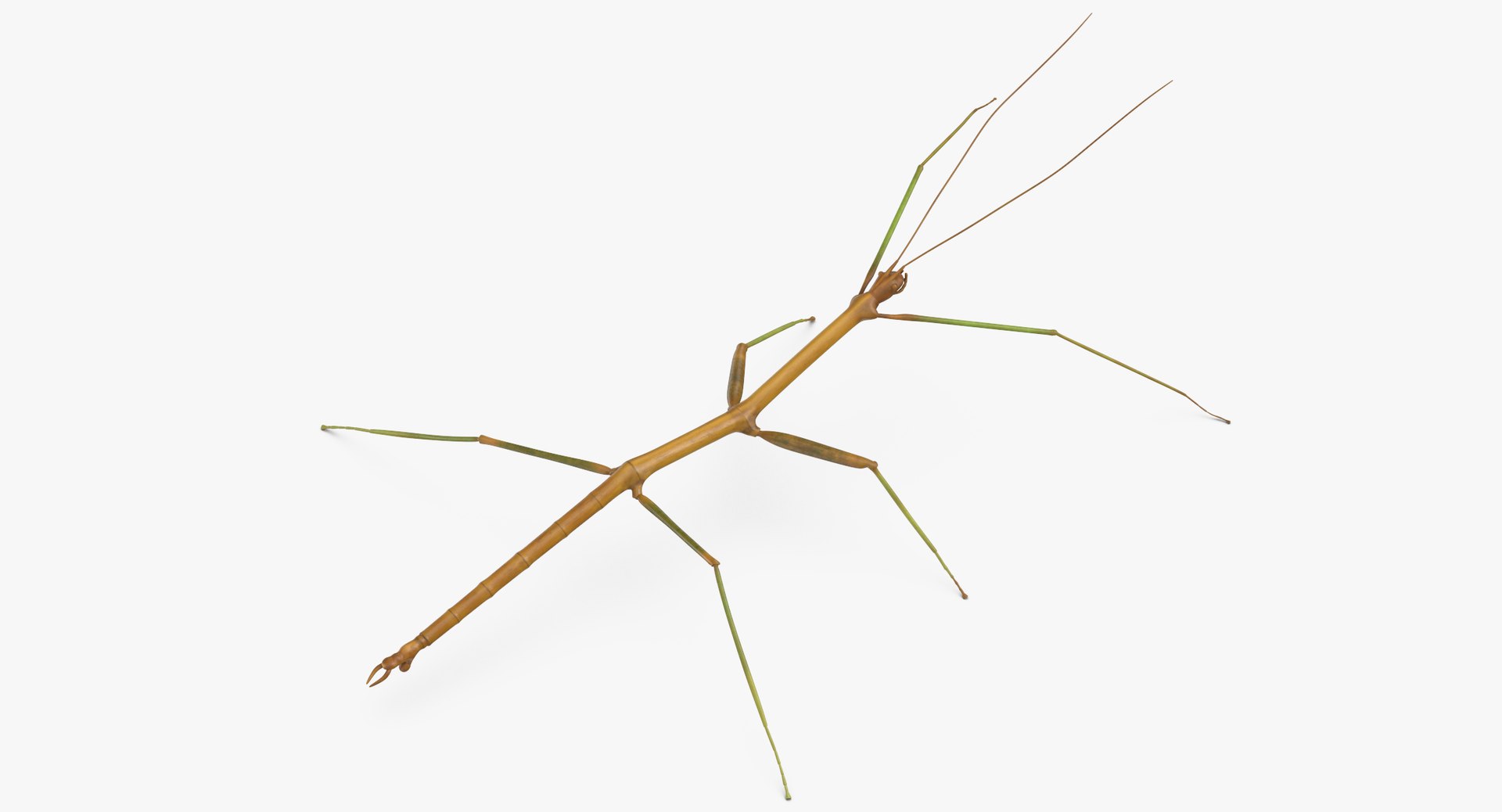 3D walkingstick poses walking model - TurboSquid 1399500