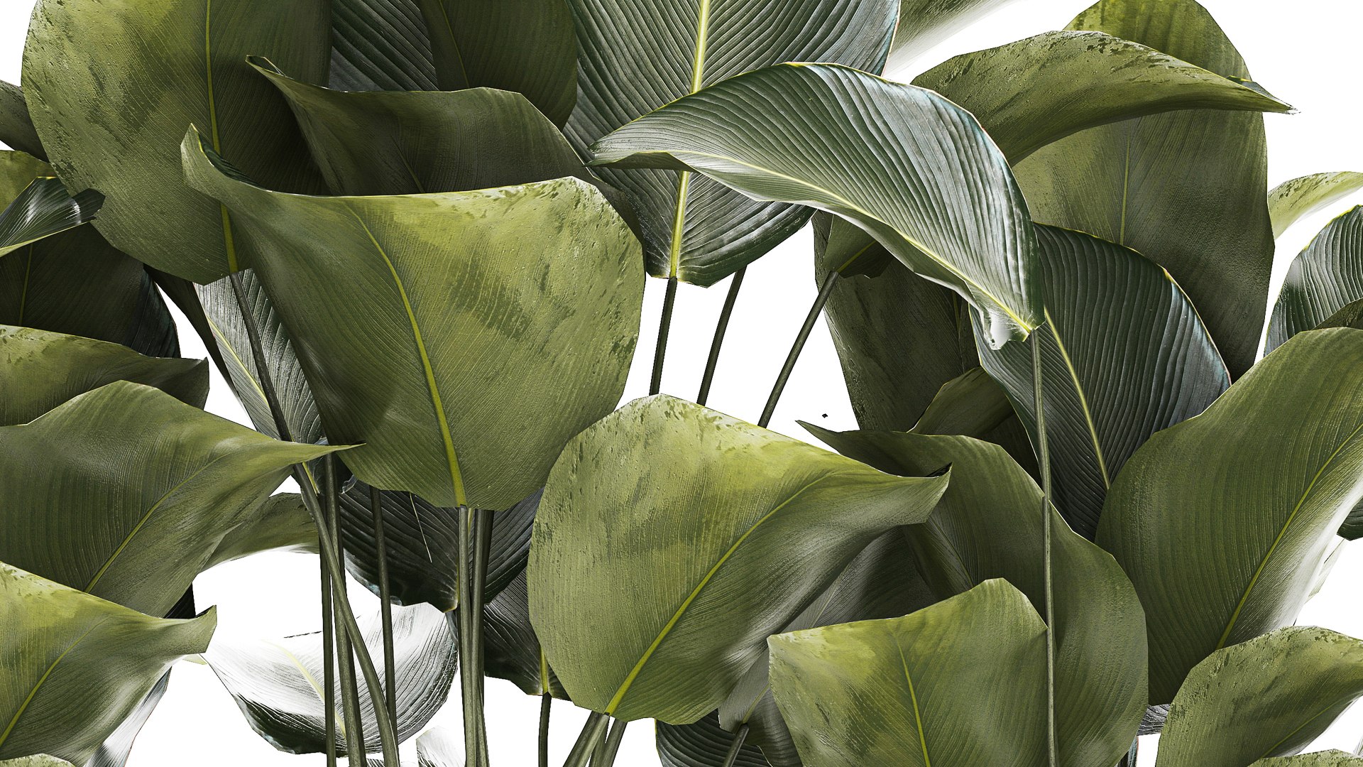 3D model Beautiful Plant Bush Calathea Lutea Flowerpot 1309 ...