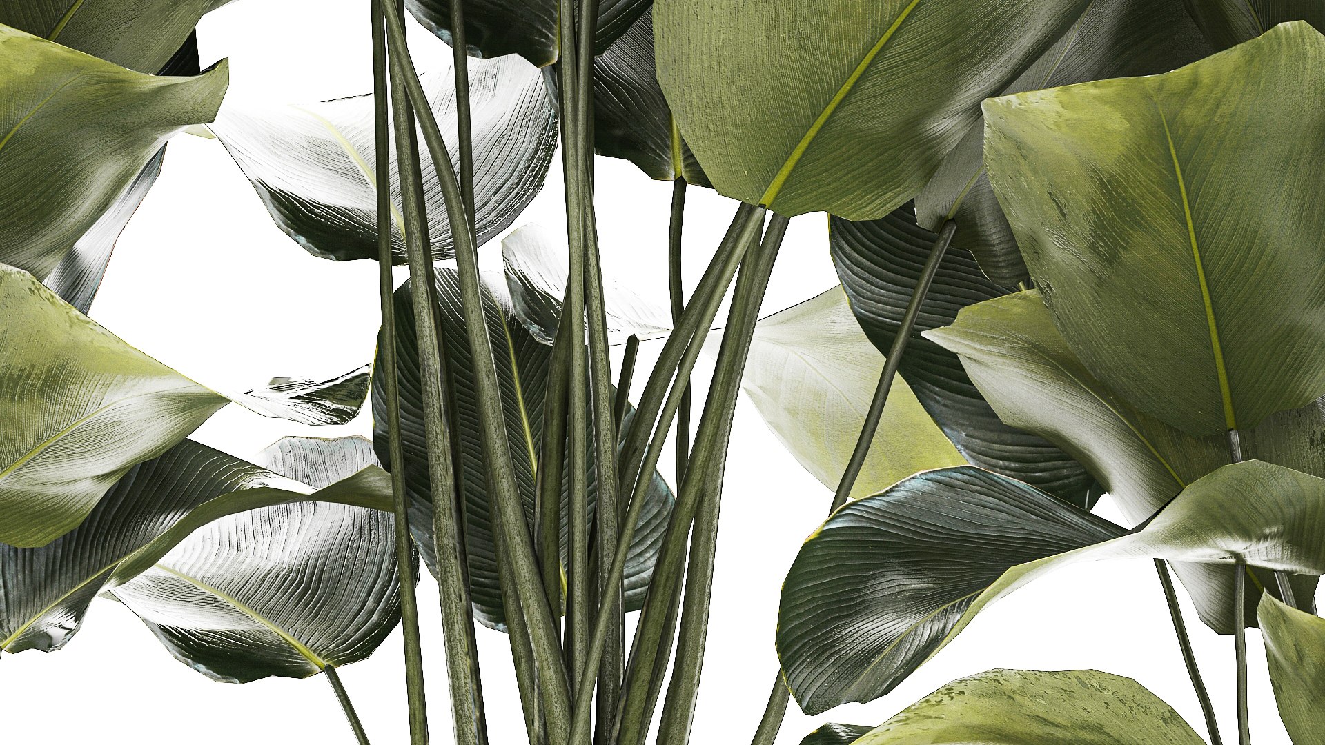 3D model Beautiful Plant Bush Calathea Lutea Flowerpot 1309 ...