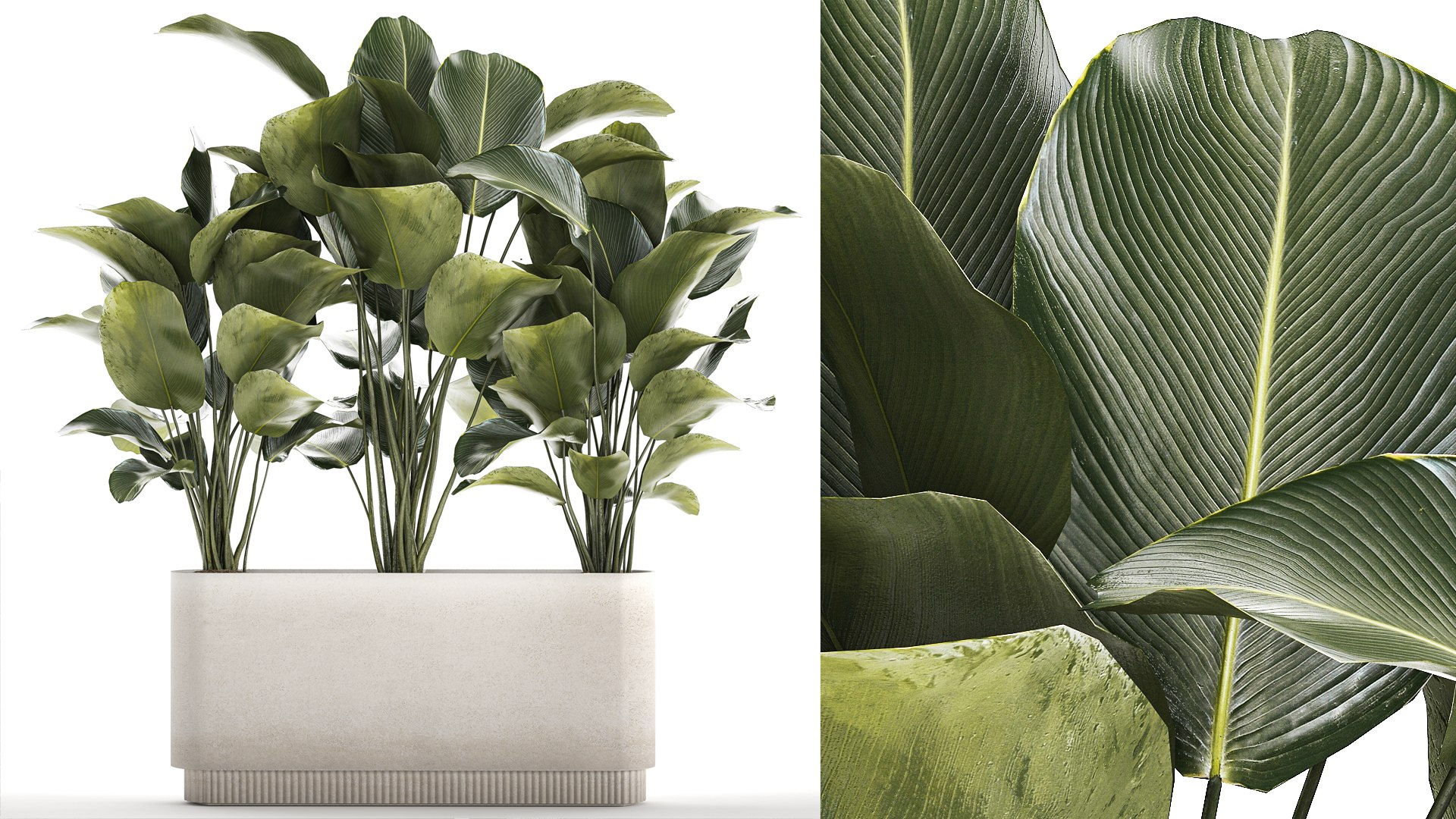 3D model Beautiful Plant Bush Calathea Lutea Flowerpot 1309 ...