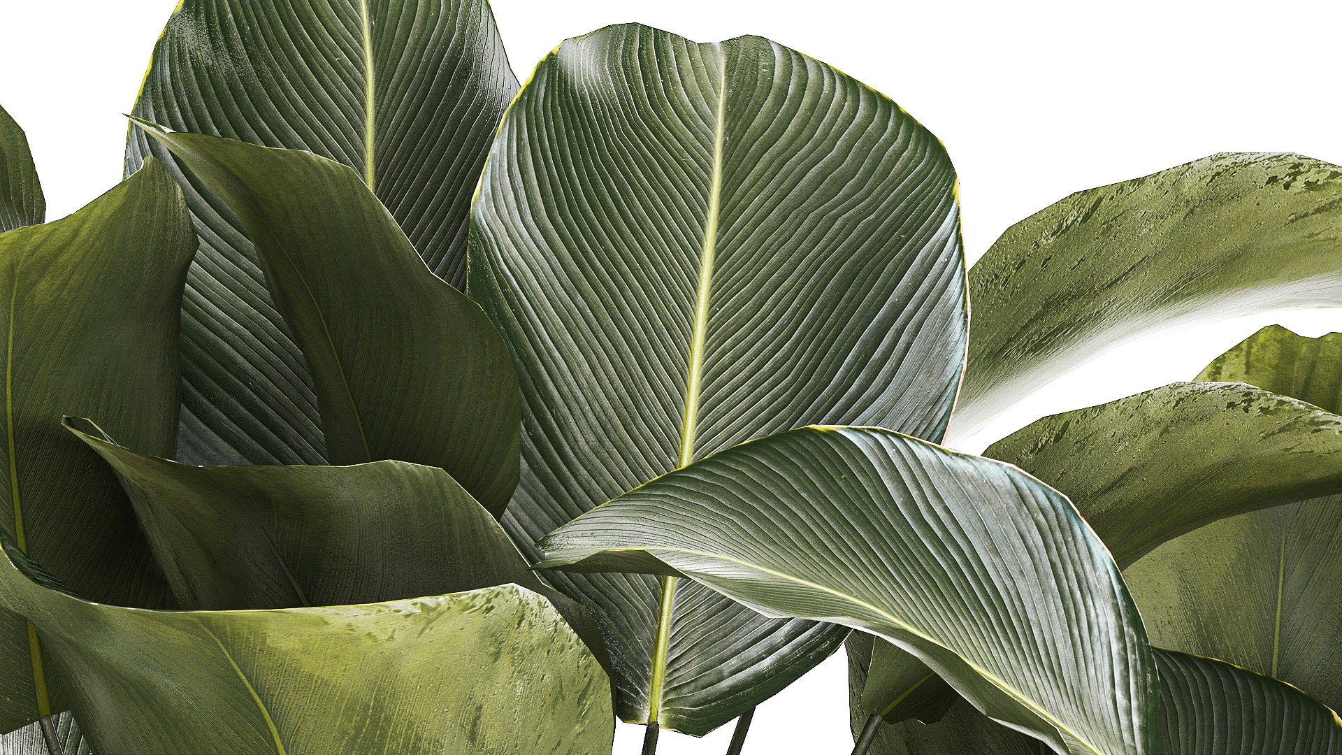 3D model Beautiful Plant Bush Calathea Lutea Flowerpot 1309 ...