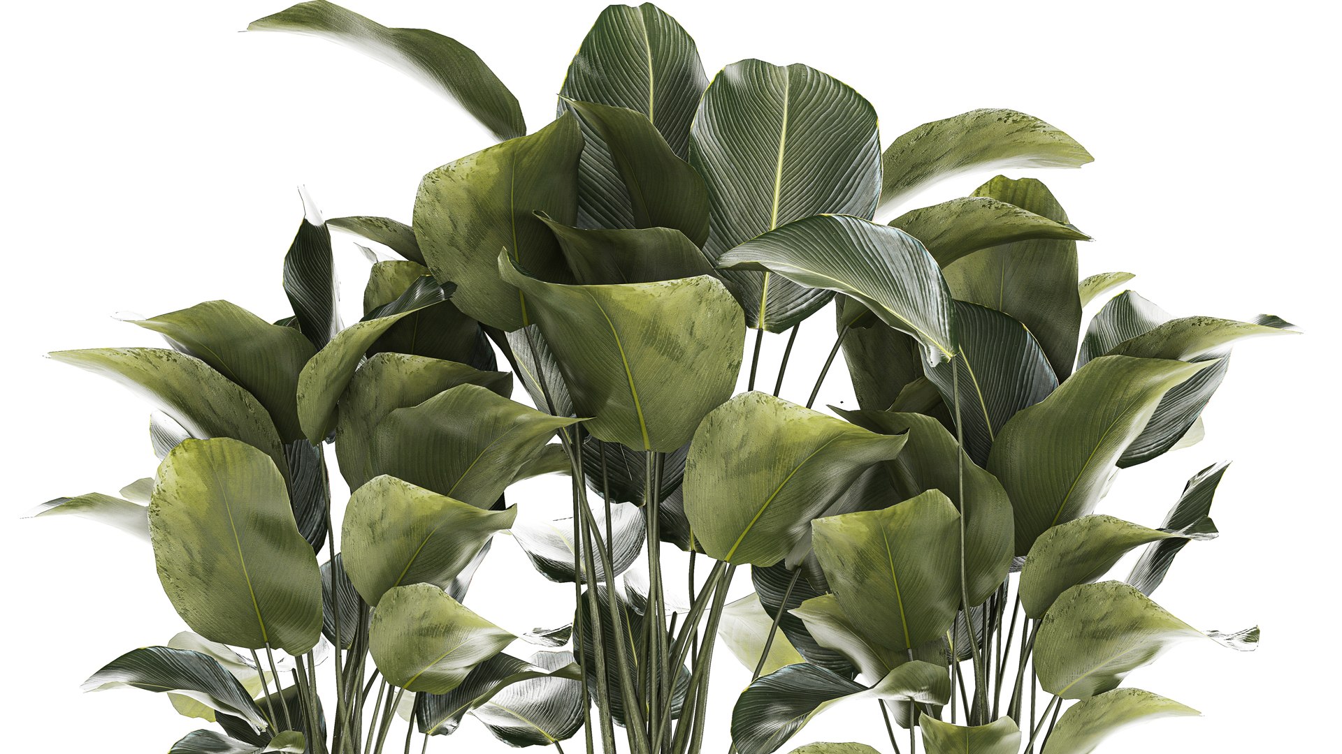 3D model Beautiful Plant Bush Calathea Lutea Flowerpot 1309 ...