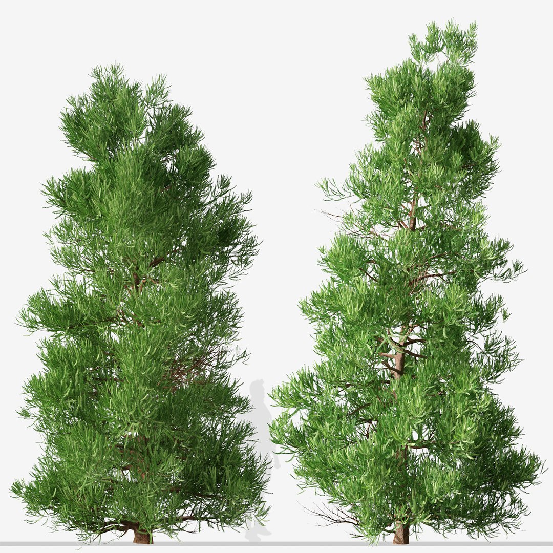 Set Of Cryptomeria Japonica Or Sugi Tree 3D - TurboSquid 1968476