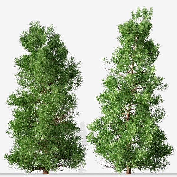 Set of Cryptomeria japonica or Sugi Tree 3D - TurboSquid 1968476