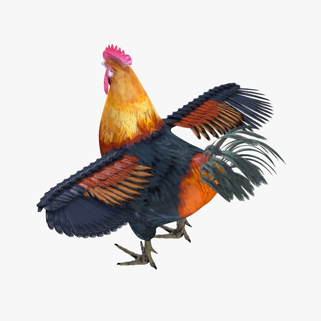 Bird Rooster Model - TurboSquid 1536949