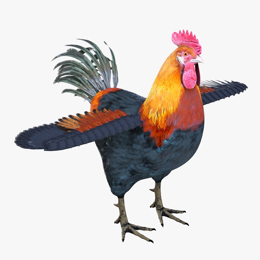 Bird Rooster Model - TurboSquid 1536949