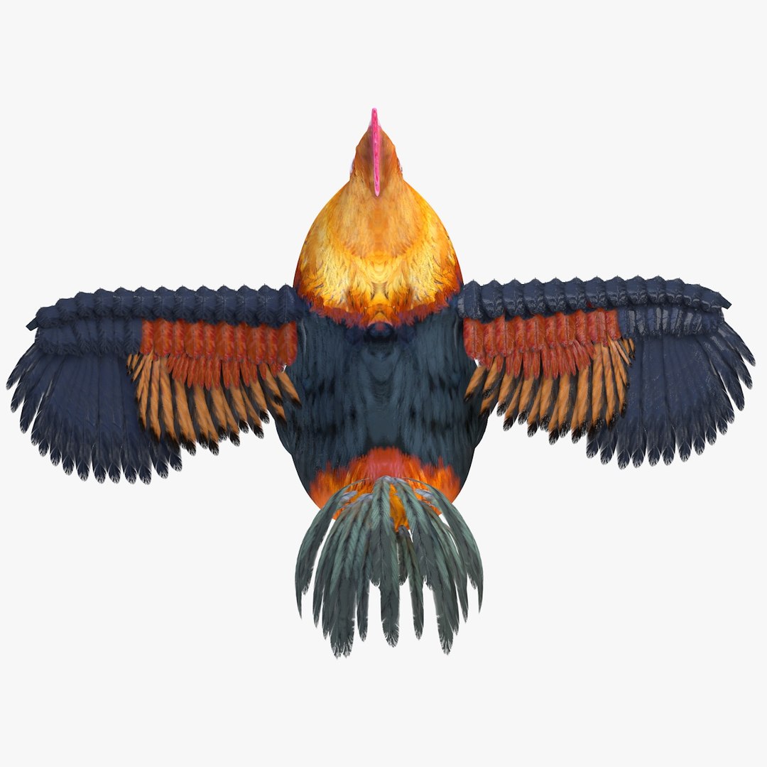 Bird Rooster Model - TurboSquid 1536949