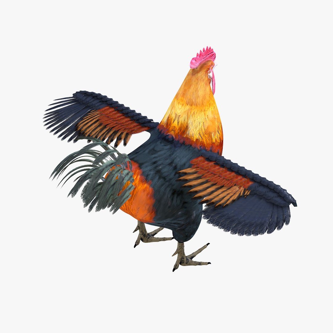Bird Rooster Model - TurboSquid 1536949
