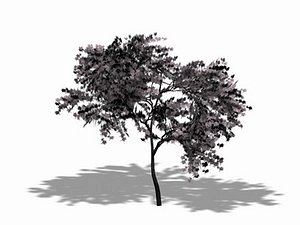 Cherry Tree 3D Models for Download | TurboSquid
