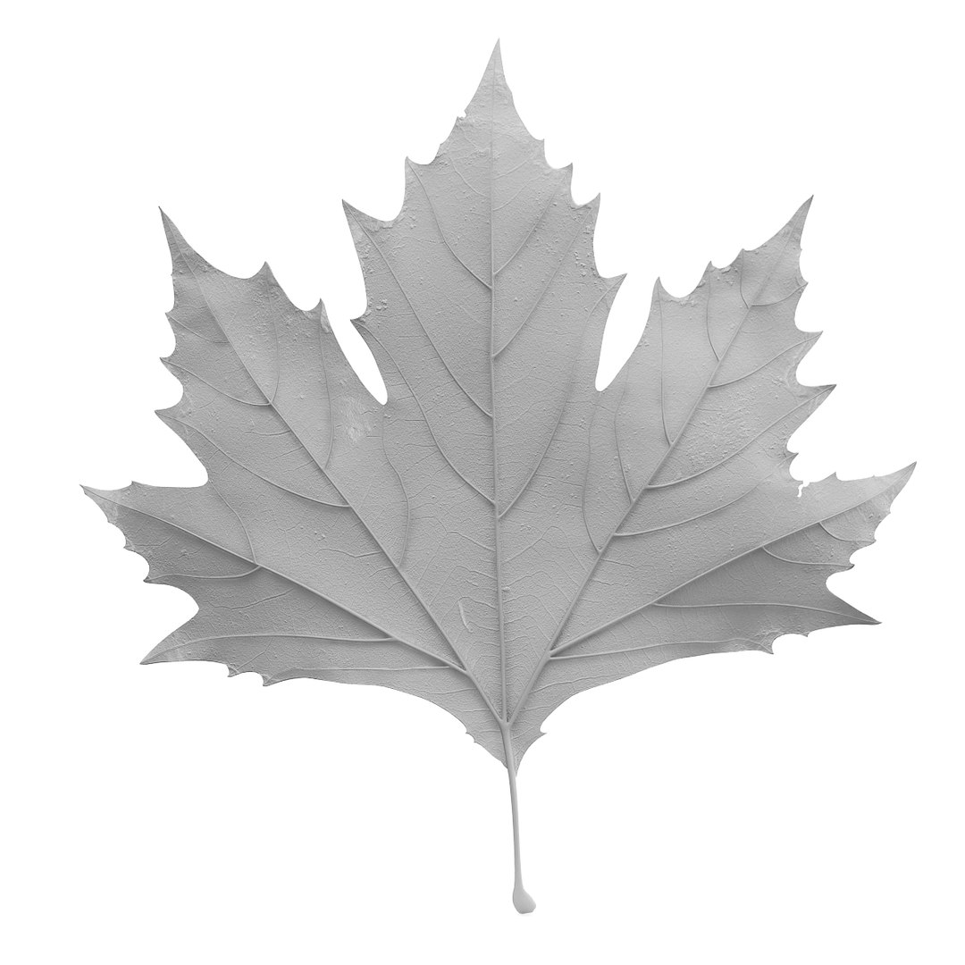 leaves maple leaf obj