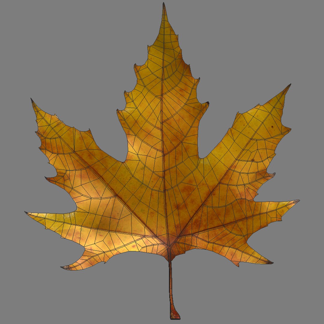 leaves maple leaf obj