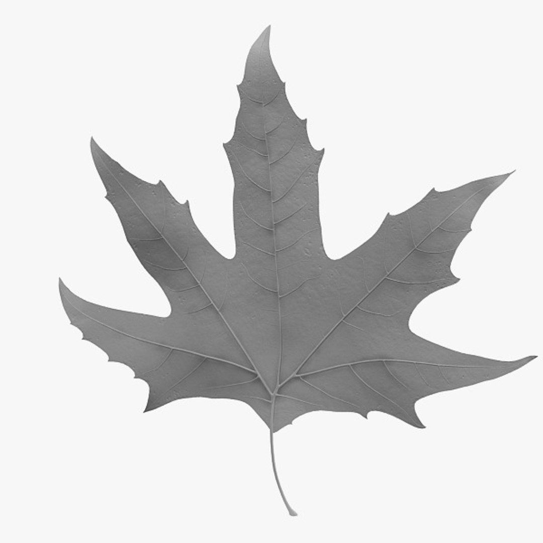 leaves maple leaf obj