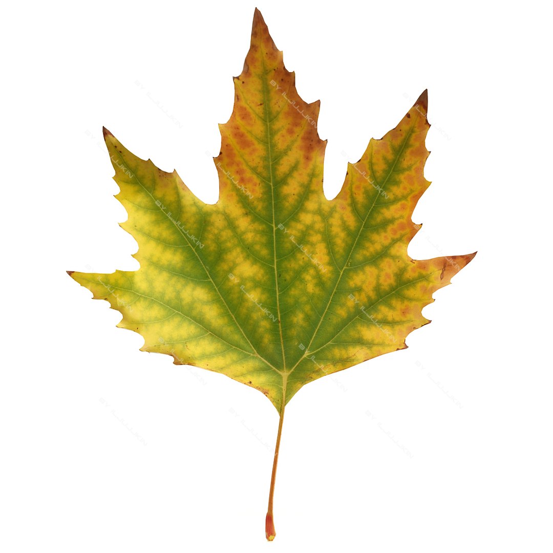 leaves maple leaf obj