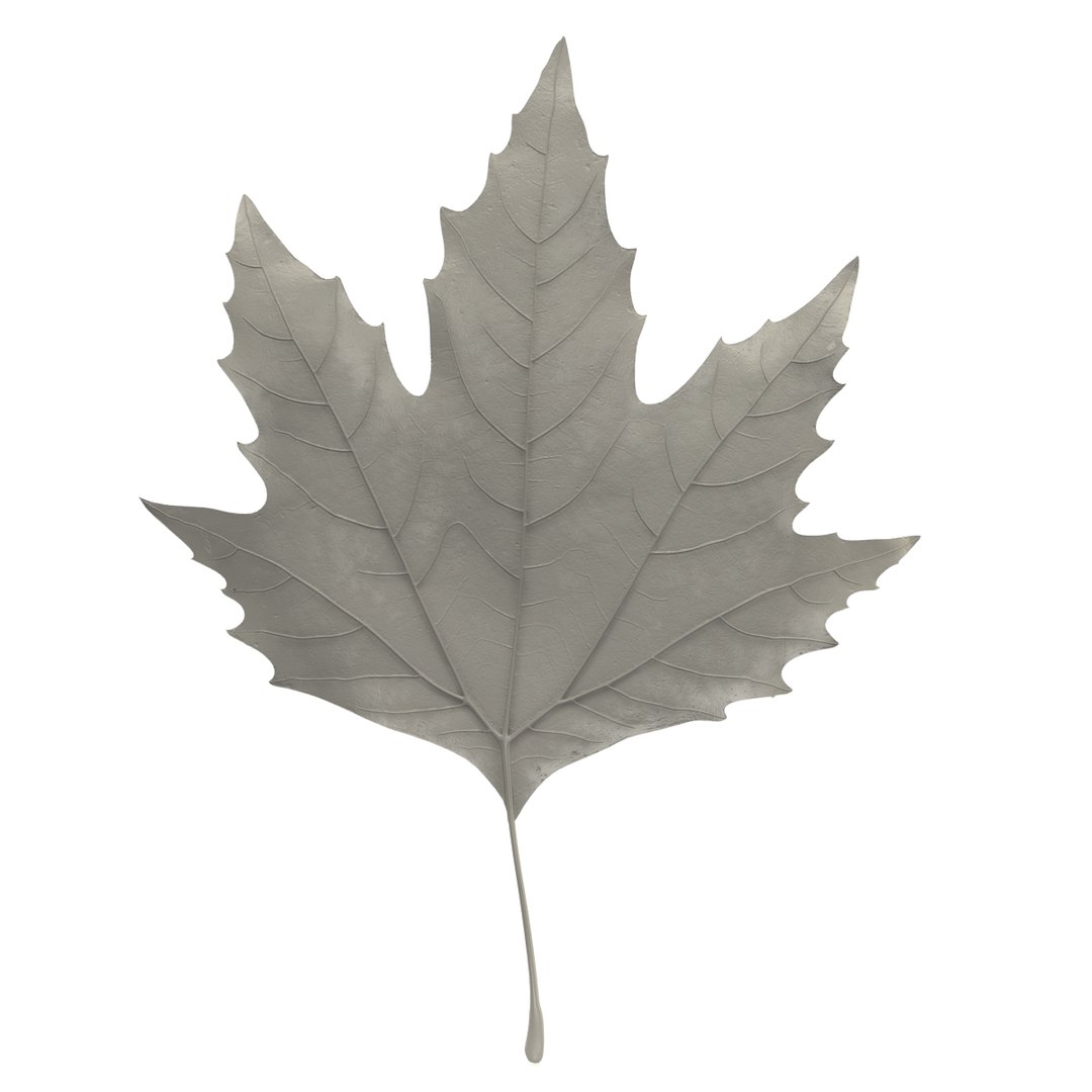 leaves maple leaf obj