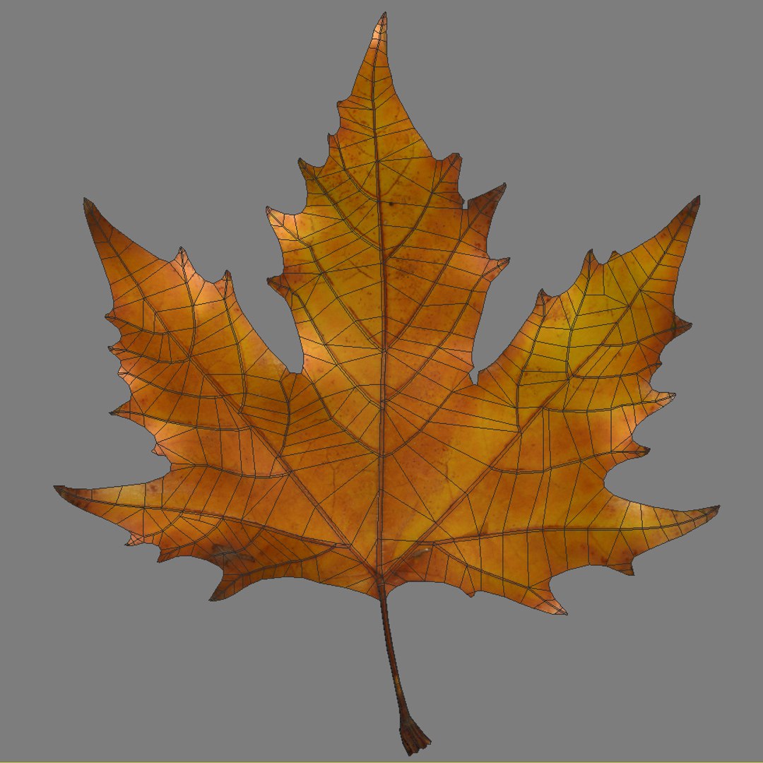 leaves maple leaf obj